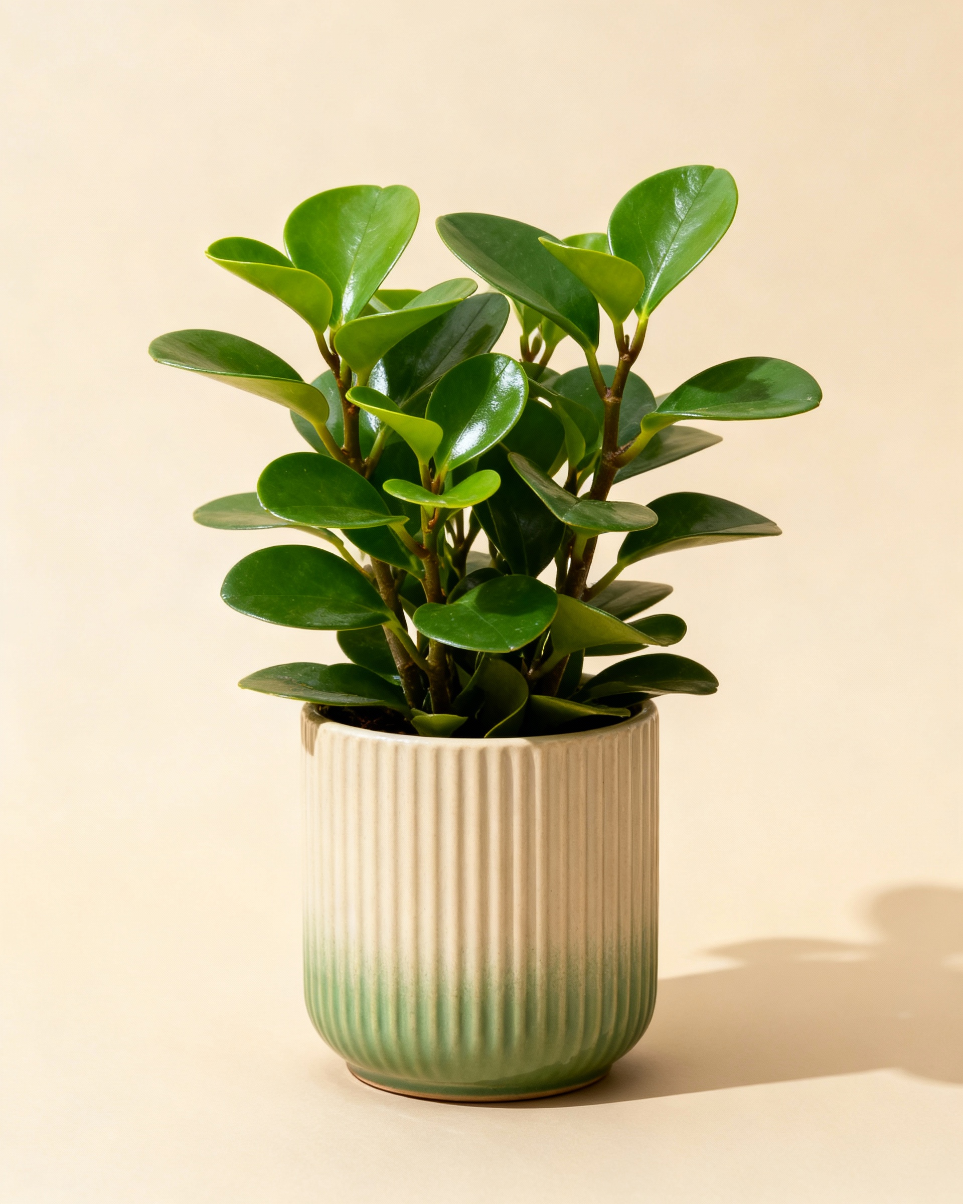 Elegant Green Plant Photo on Lummi