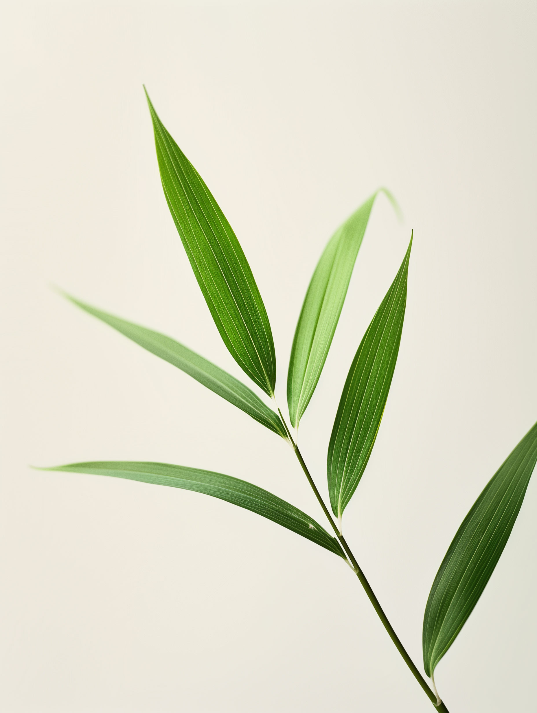 Elegant Green Plant Stem Photo on Lummi