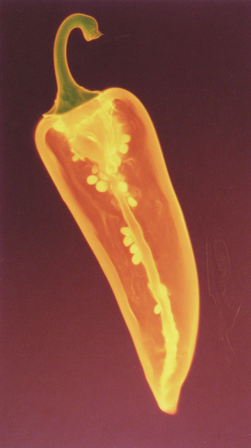 X-Ray Chili Pepper Photo on Lummi