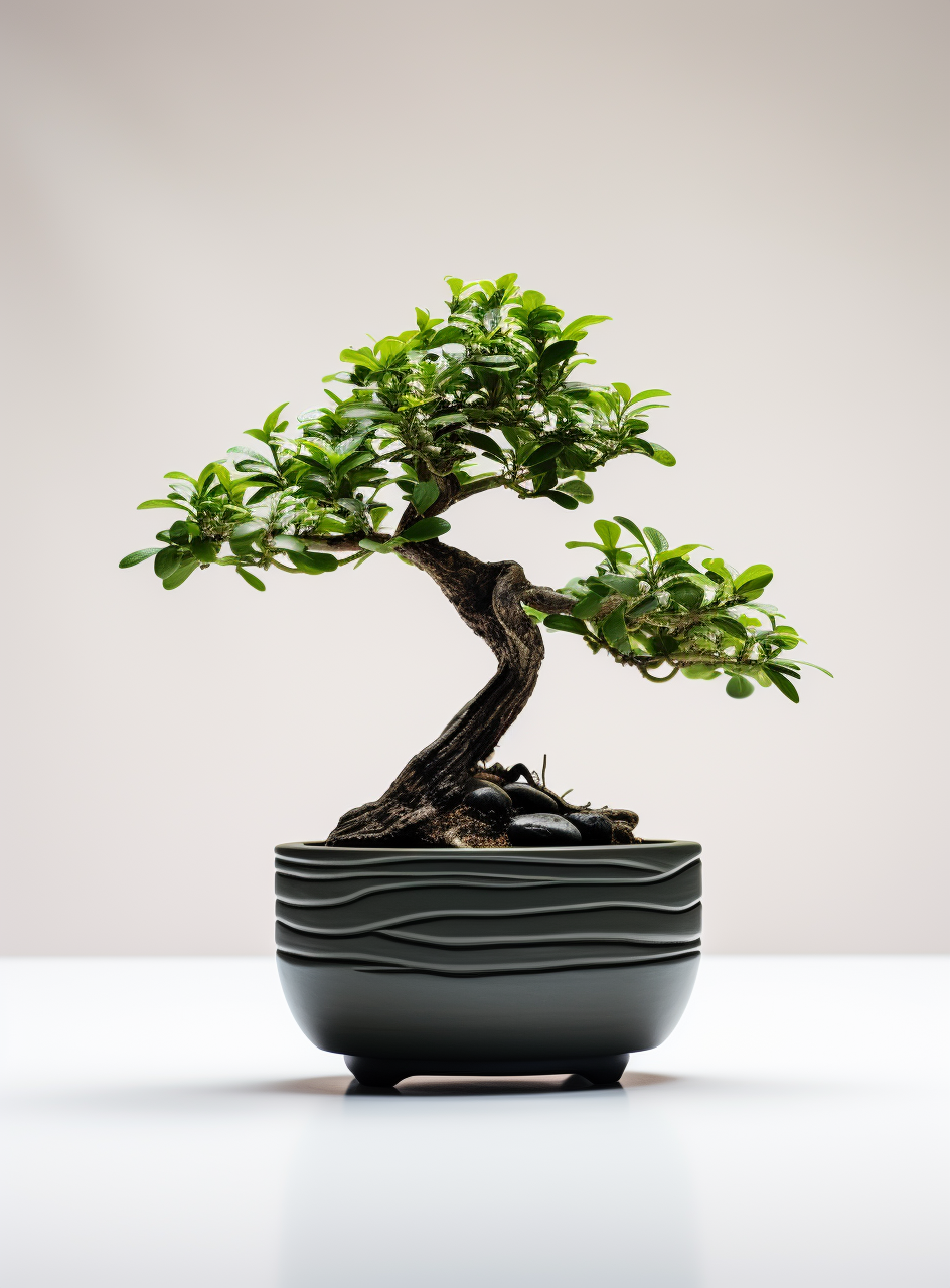 Elegant Twisted Trunk Bonsai in Textured Gray Pot Photo on Lummi