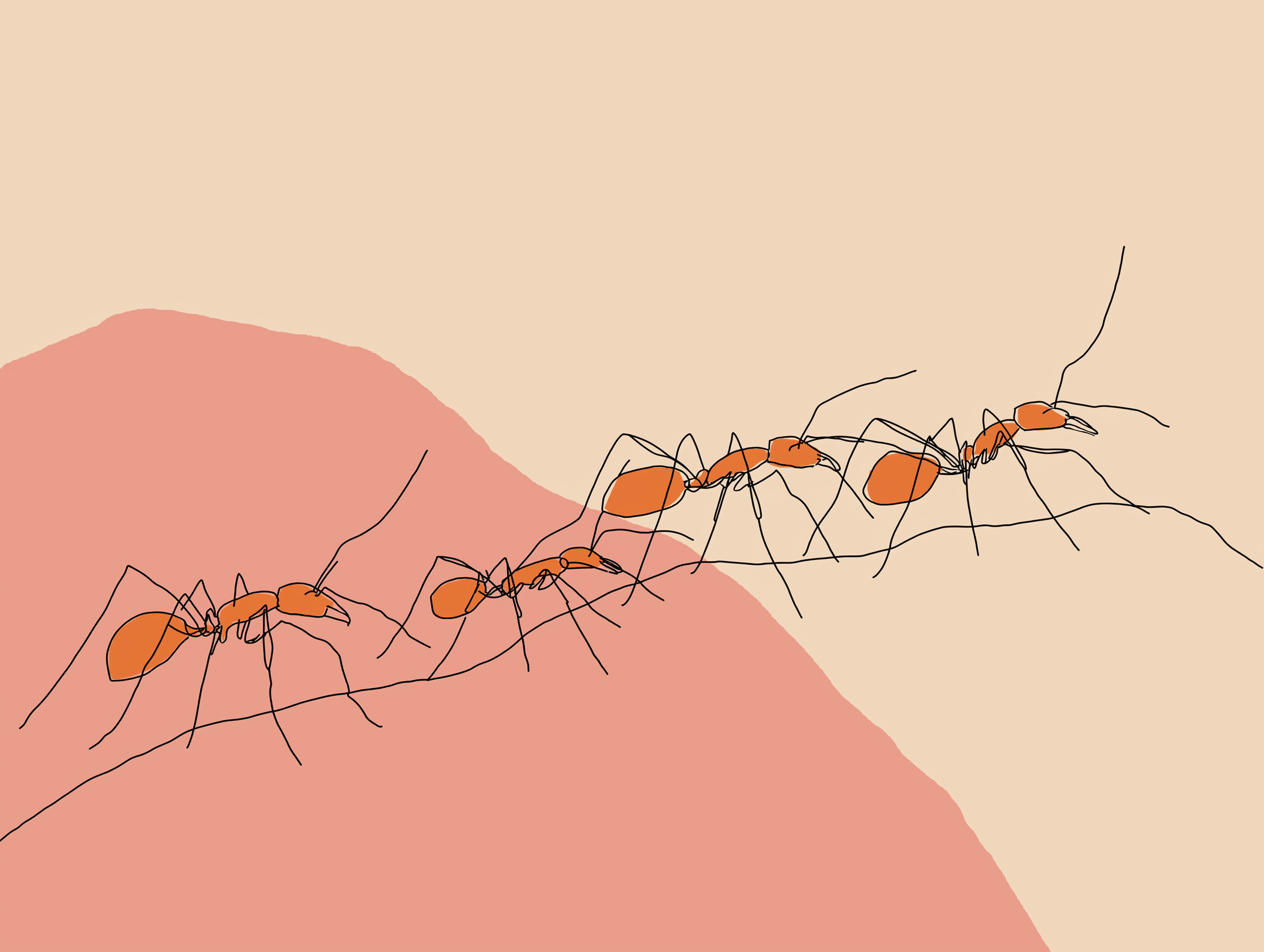 Ants in Minimalist Art Illustration on Lummi