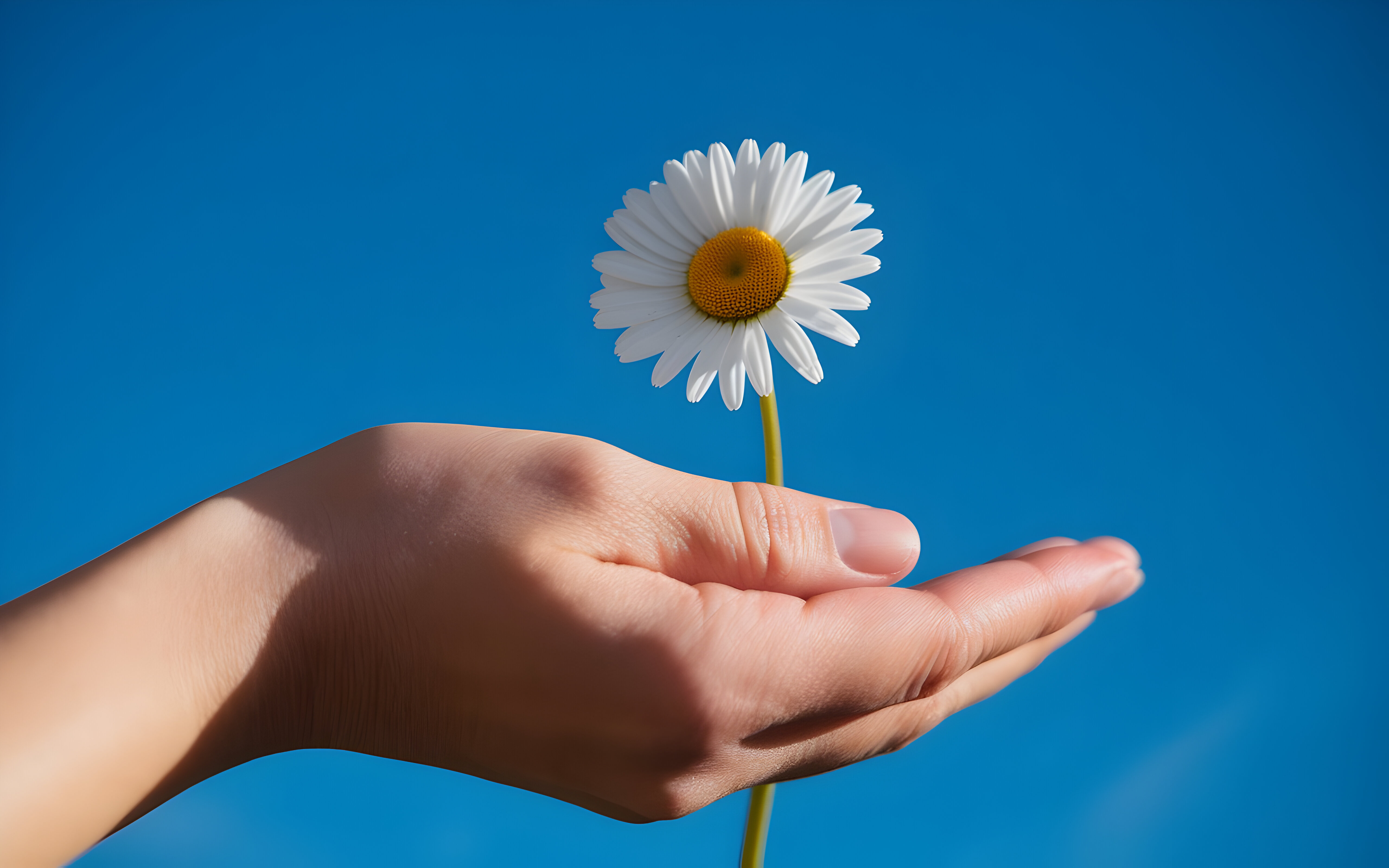 Hand Holding Daisy Photo on Lummi