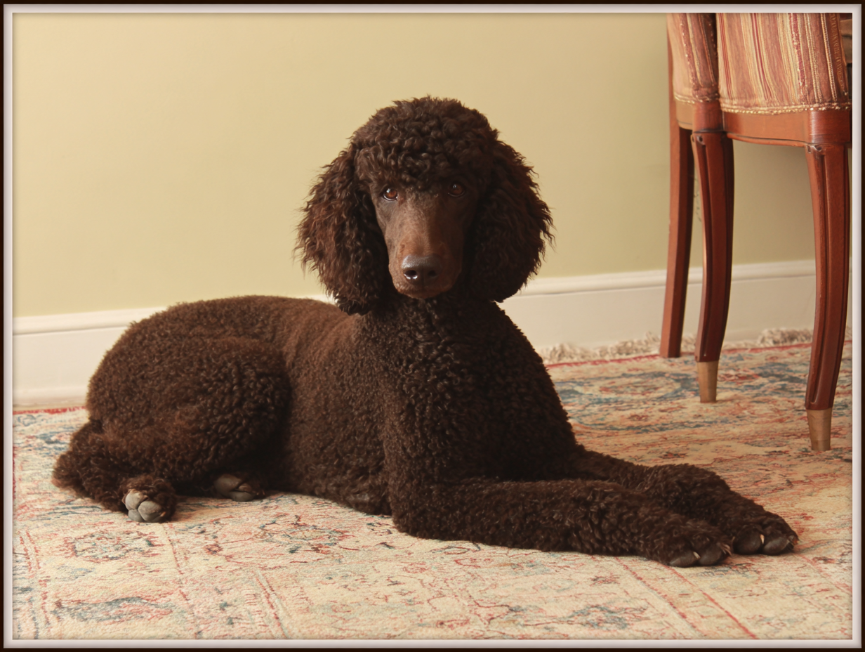Brown Poodle on Rug Photo on Lummi