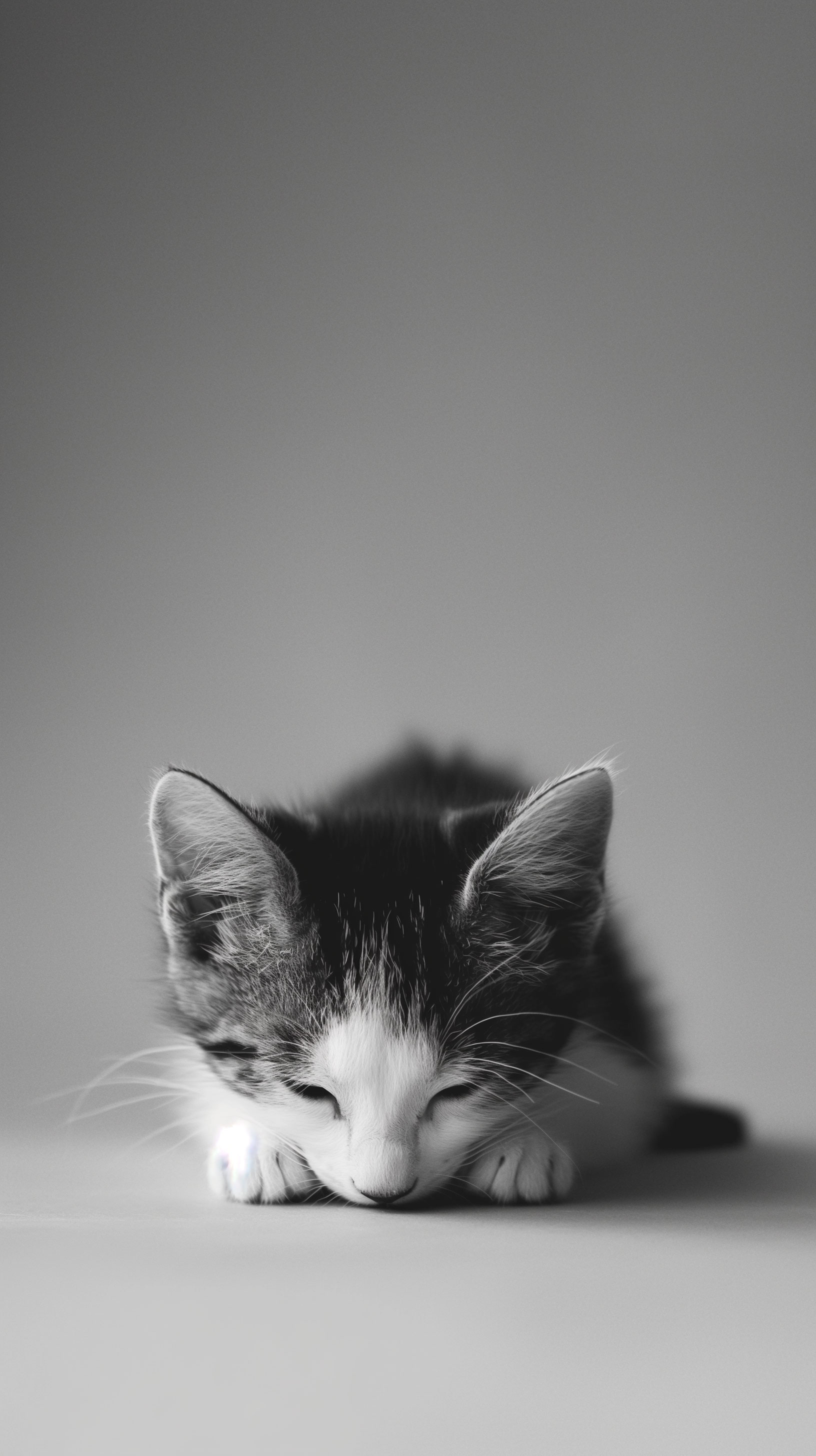 Contemplative Kitten in Black and White Photo on Lummi