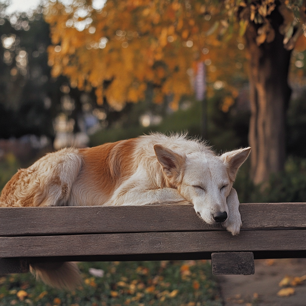 Sleeping Dog on Bench Photo on Lummi