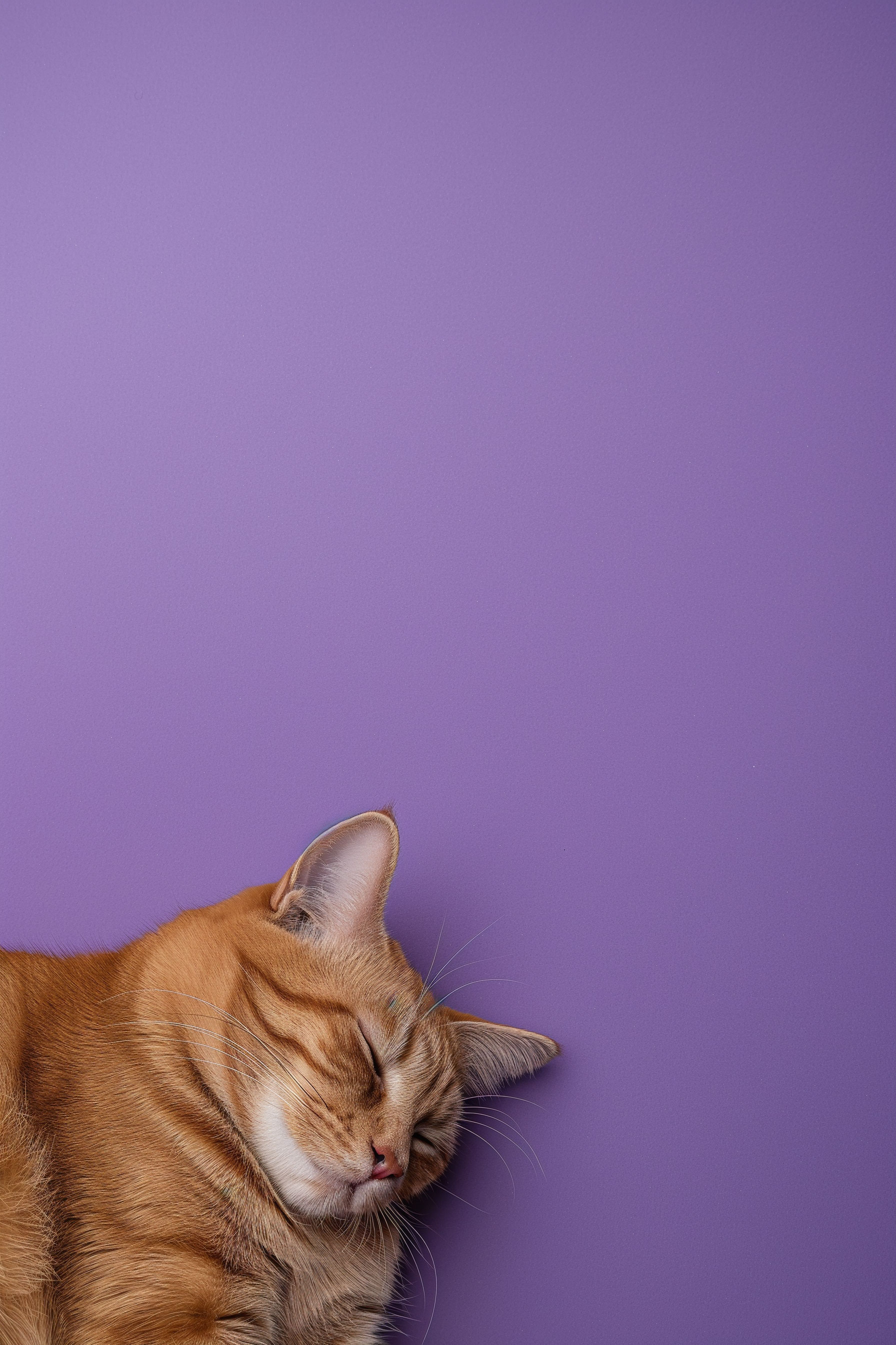 Sleeping Orange Tabby Cat Photo on Lummi