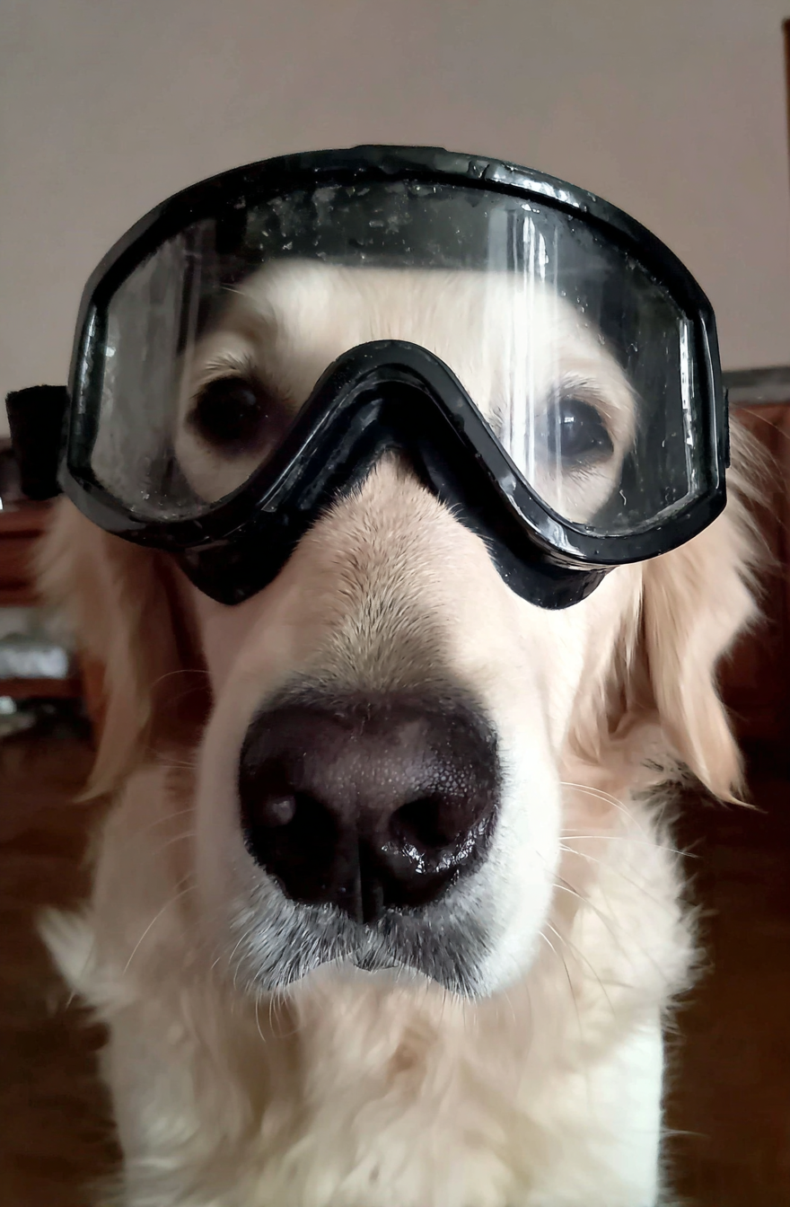 Golden Retriever Goggles Photo on Lummi