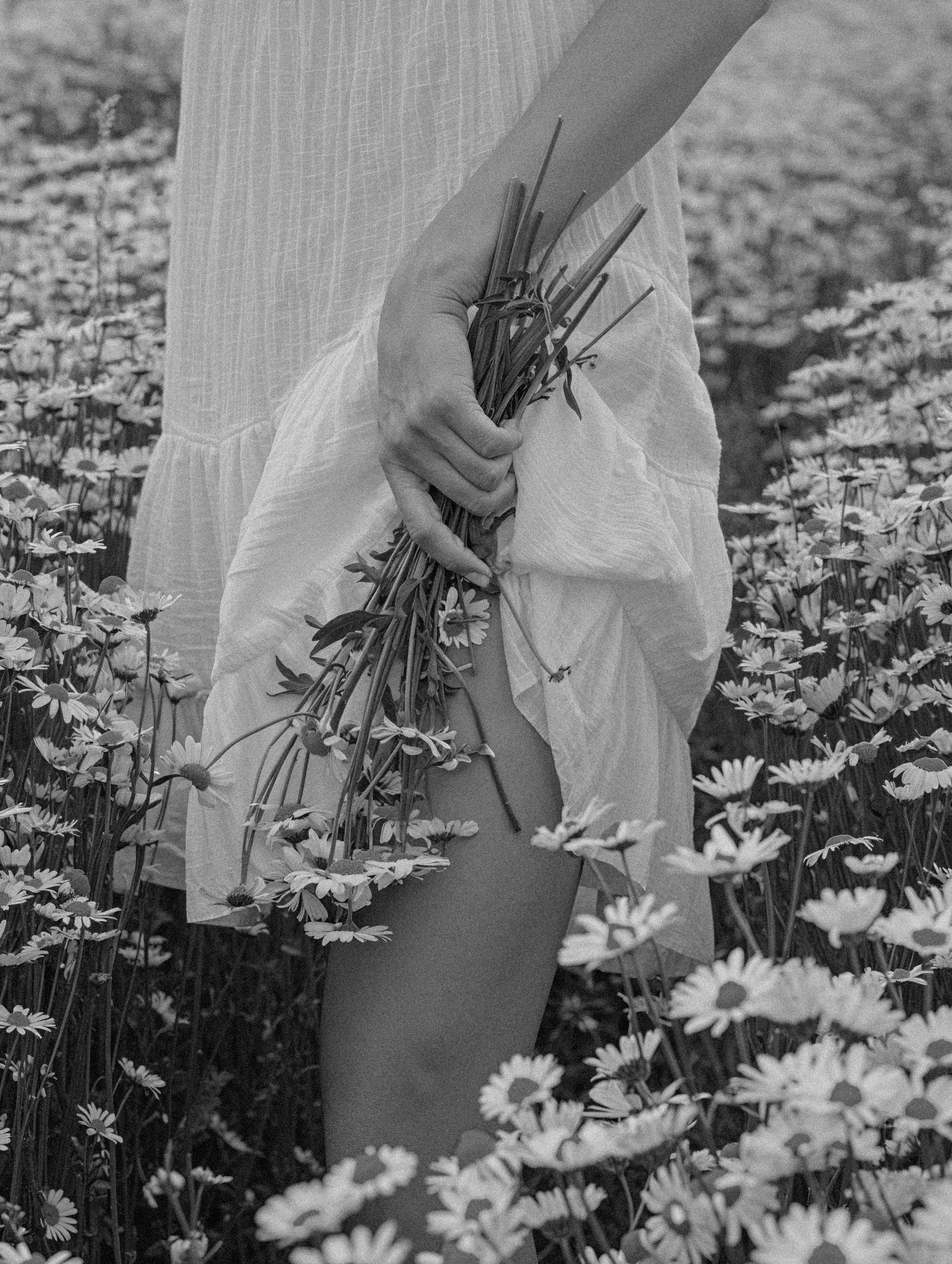 Serene Daisy Field Scene Photo on Lummi